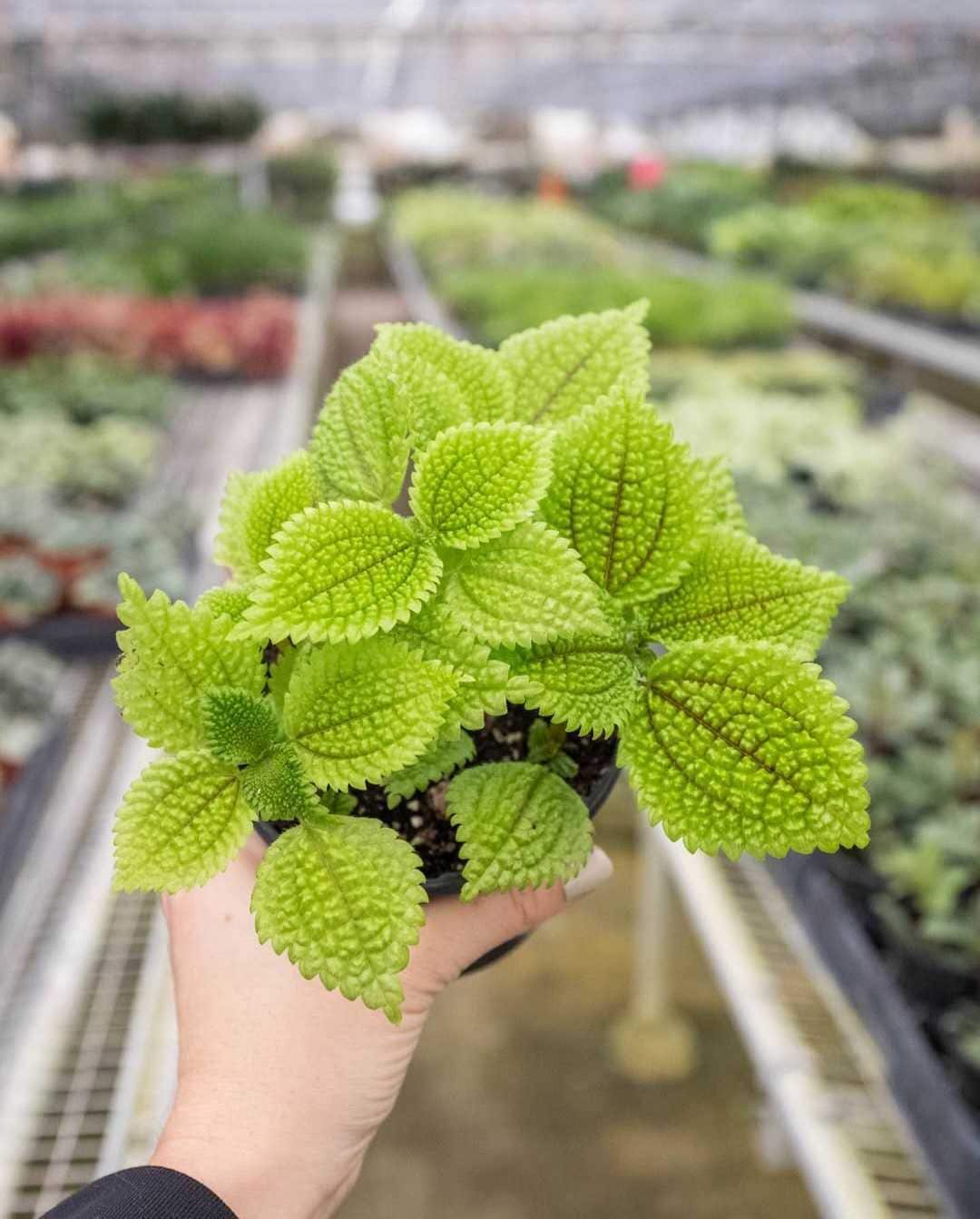 Pilea Moon Valley - 4" Pot Live Plant, Pilea Silver Decorative Plant ...