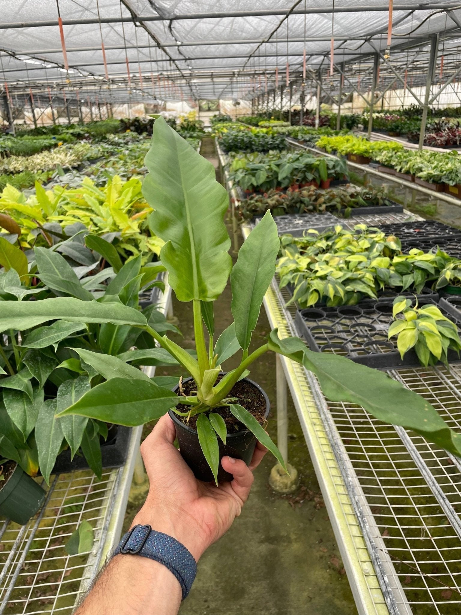 Philodendron Hybrid Jungle Boogie Live Plant, Tiger Tooth Rare Plant ...