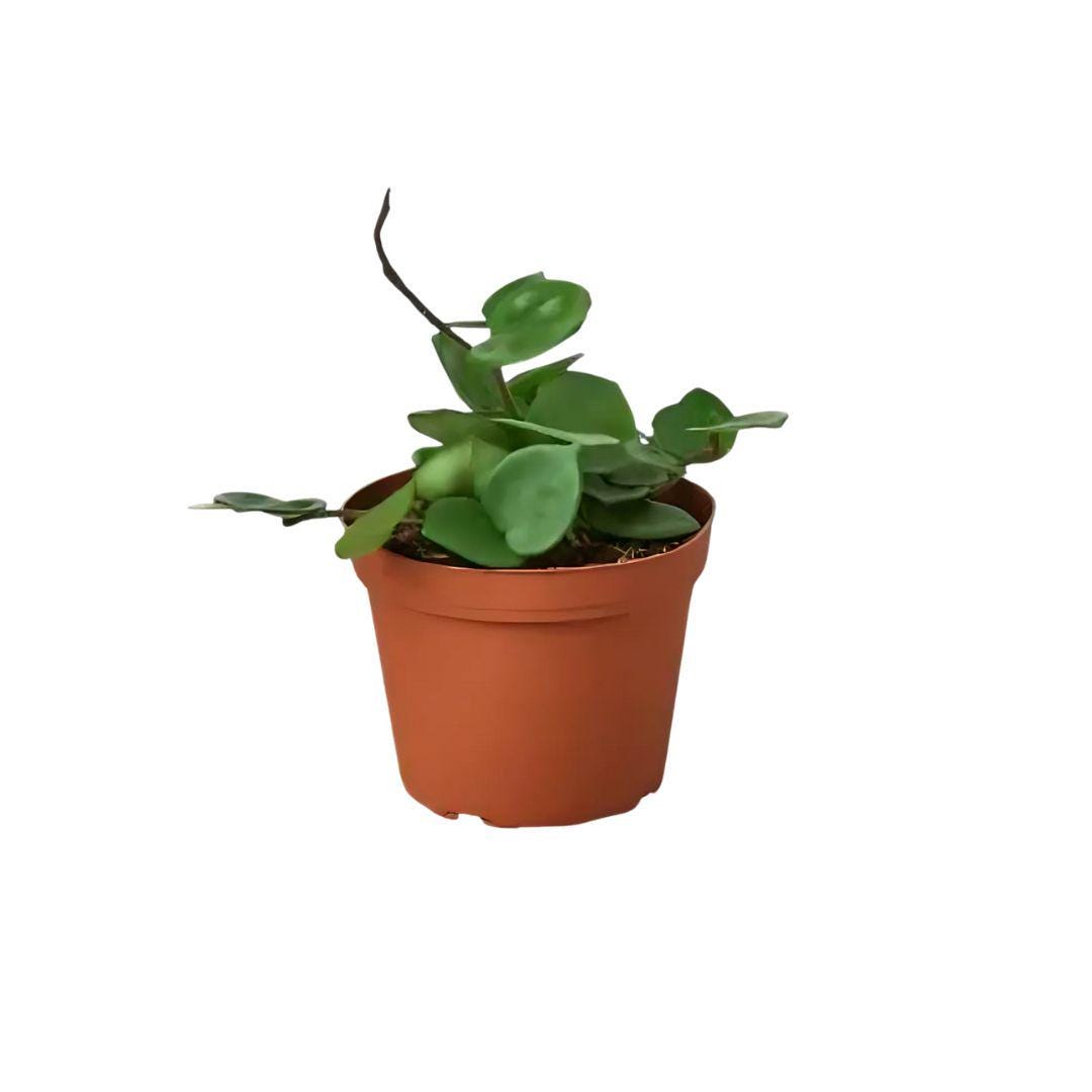 Hoya Carnosa Chelsea 6" Live Houseplant, Trailing Hoya, Rare Vining ...