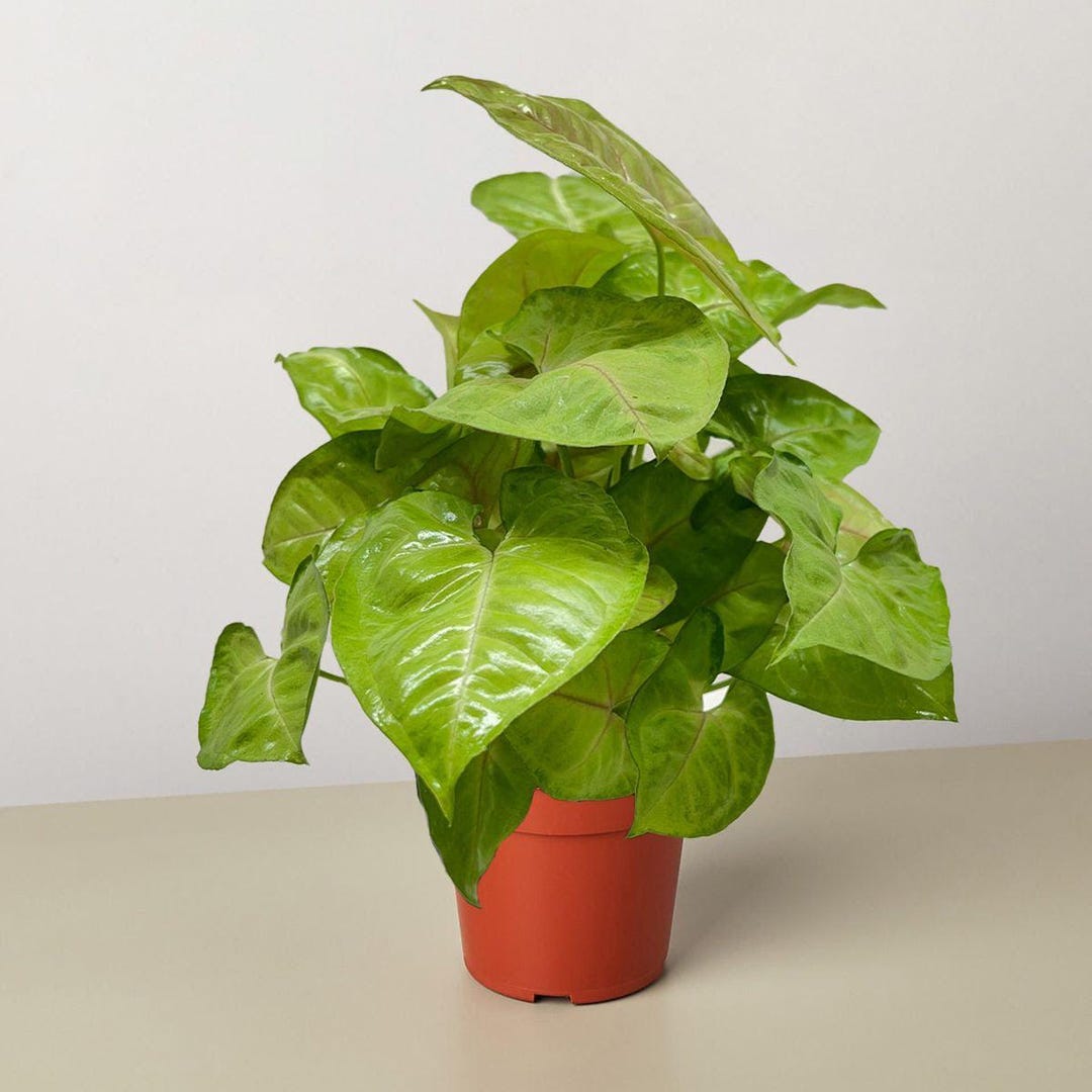 Syngonium Cream Allusion Live Plant in 4'' Nursery Pot, Goosefoot Plant ...