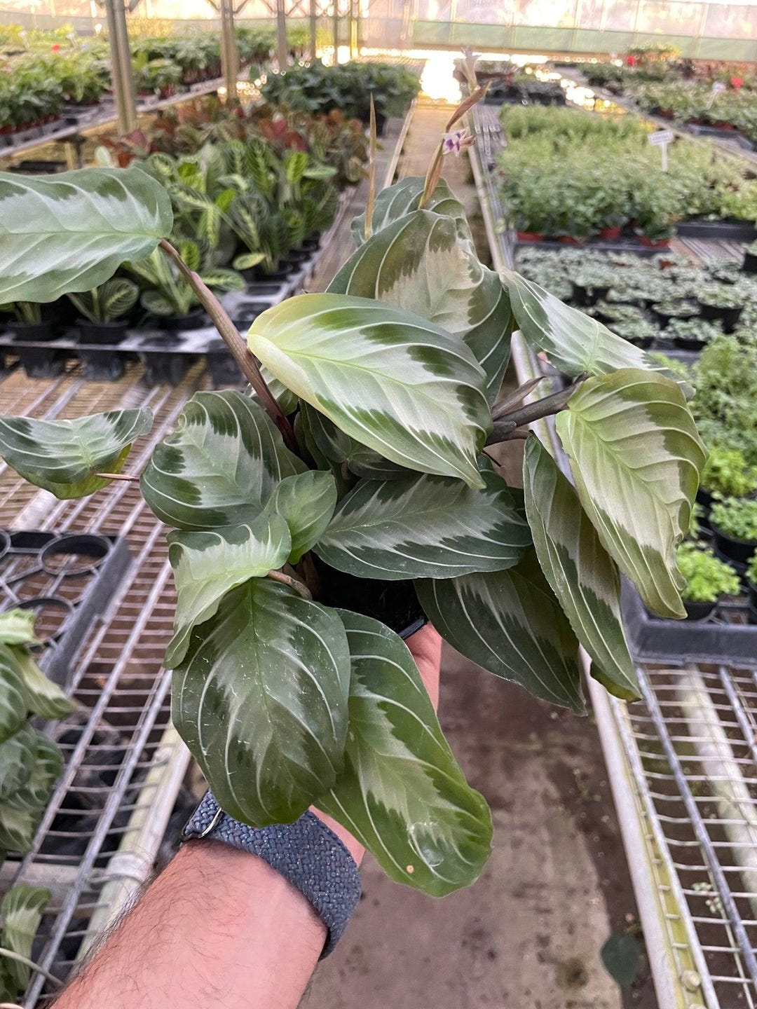 Maranta Silver Band Live Plant in 4'' 6'' Nursery Pot, Prayer Plant ...