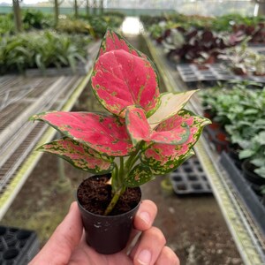 Chinese Evergreen Lady Valentine, Aglaonema Creta Live Plant, Rare Pink ...