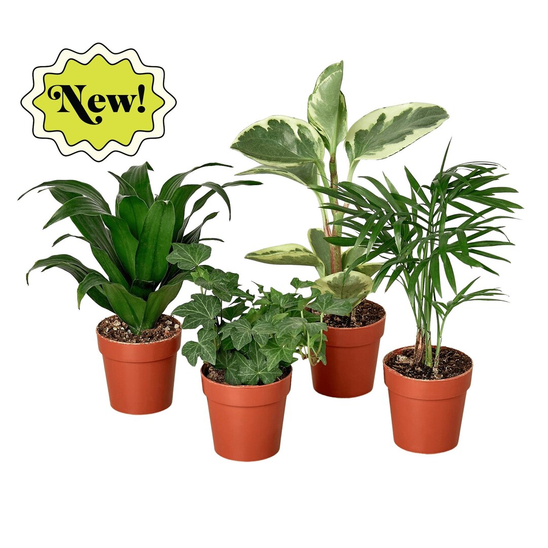 3" Tropical Plant Variety Bundle, Gardening Gift, Housewarming Gift ...