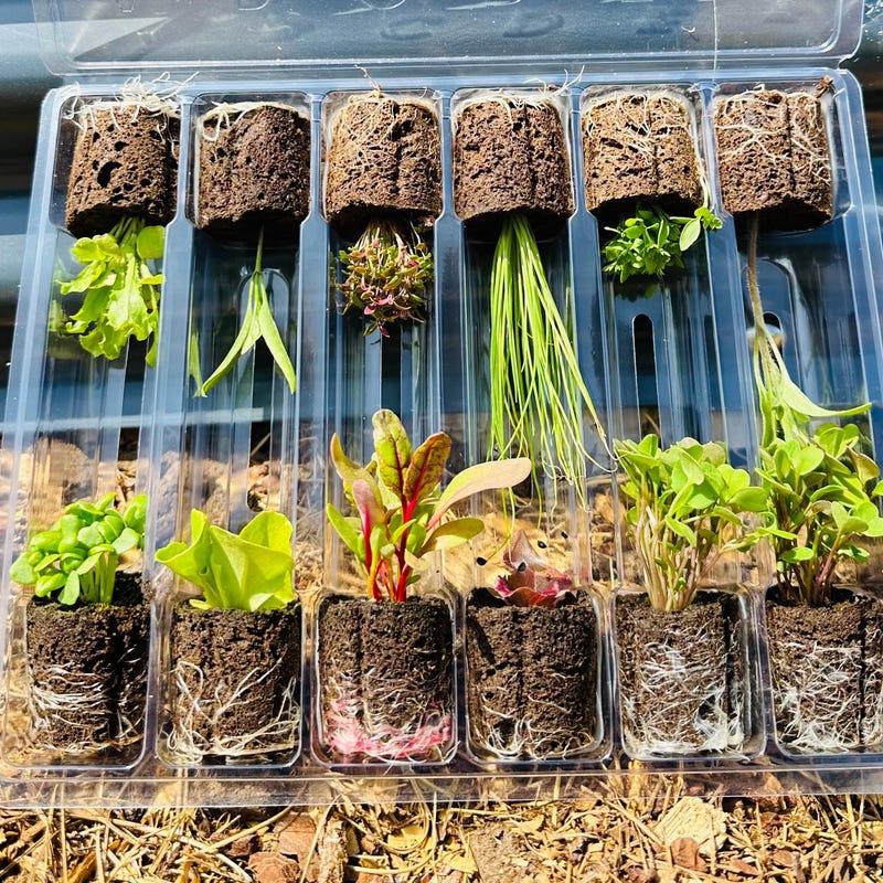 TheHardenGarden - Etsy