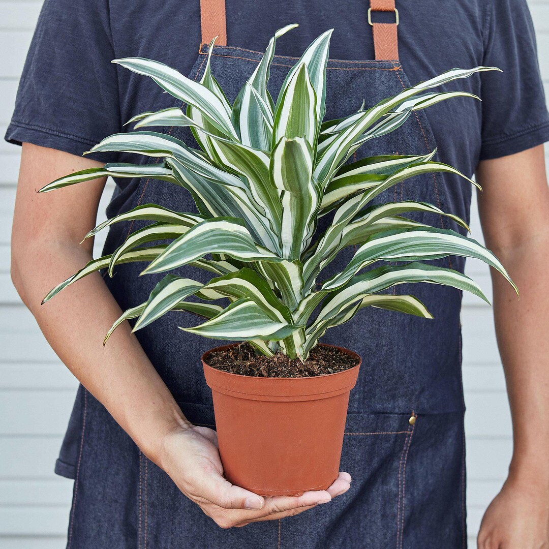 Dracaena Warneckii White Jewel Dragon Tree 6" Live Plant, Plant Gift ...