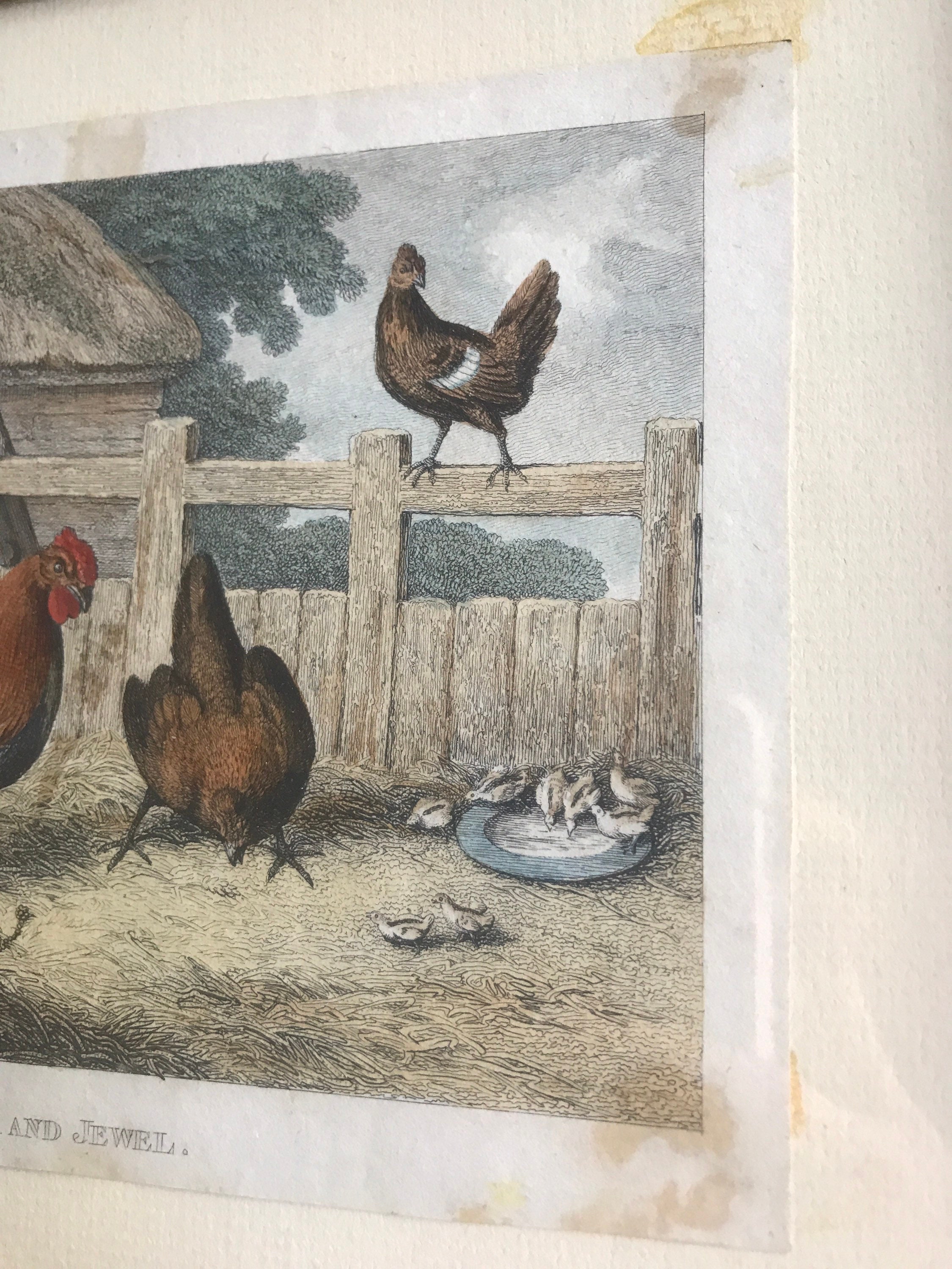 Antique 1800s Poultry Prints, Framed Set of 2 - Etsy