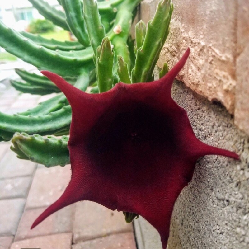 Starfish Cactus - Etsy