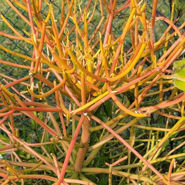 Fire Sticks Succulent - Etsy