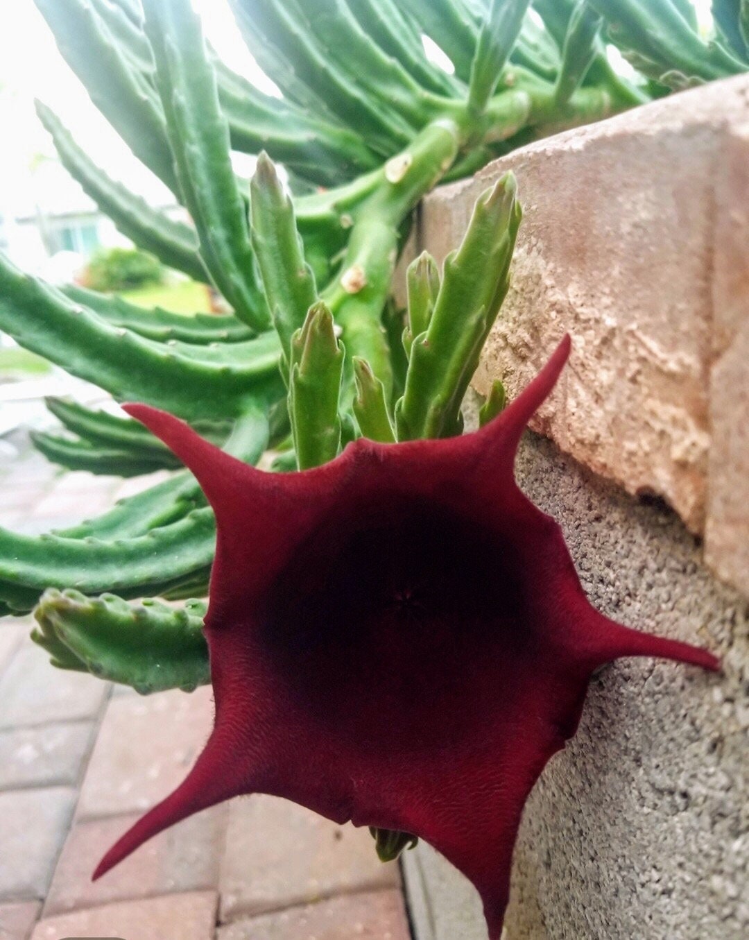 Stapelias Succulent Starfish Flower Plant Bare Rooted - Etsy