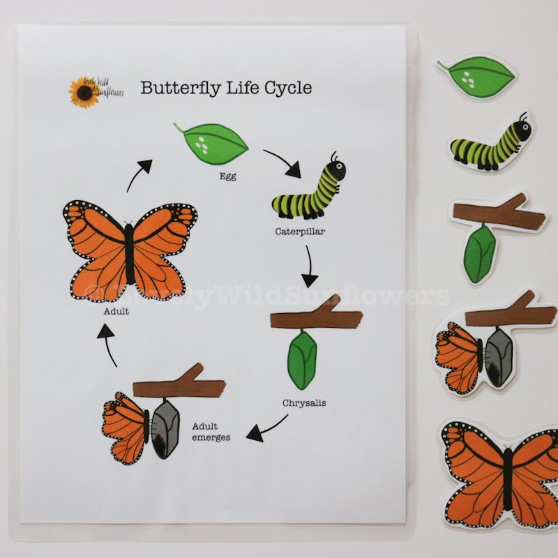 Butterfly Life Cycle - Etsy