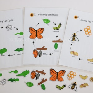 Life Cycle Printable Bundle Pdfs | Bee, Butterfly & Frog | Busy Book ...