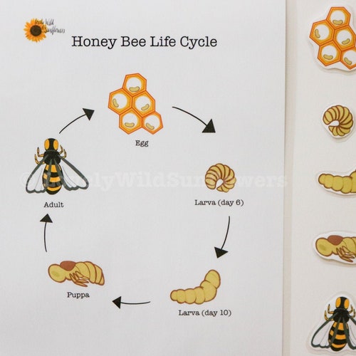 Bee Life Cycle Printable PDF Teaching Supplies for Preschool - Etsy