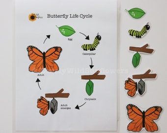 Bee Life Cycle Printable PDF | Teaching Supplies for Preschool ...