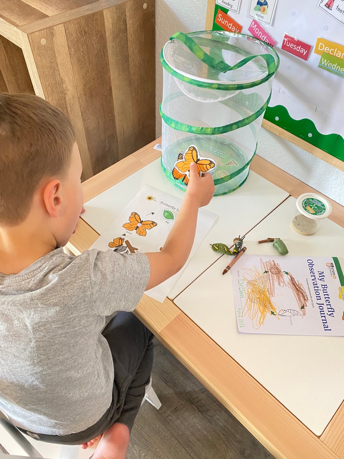 Butterfly Life Cycle Printable PDF | Teaching Supplies for Preschool ...