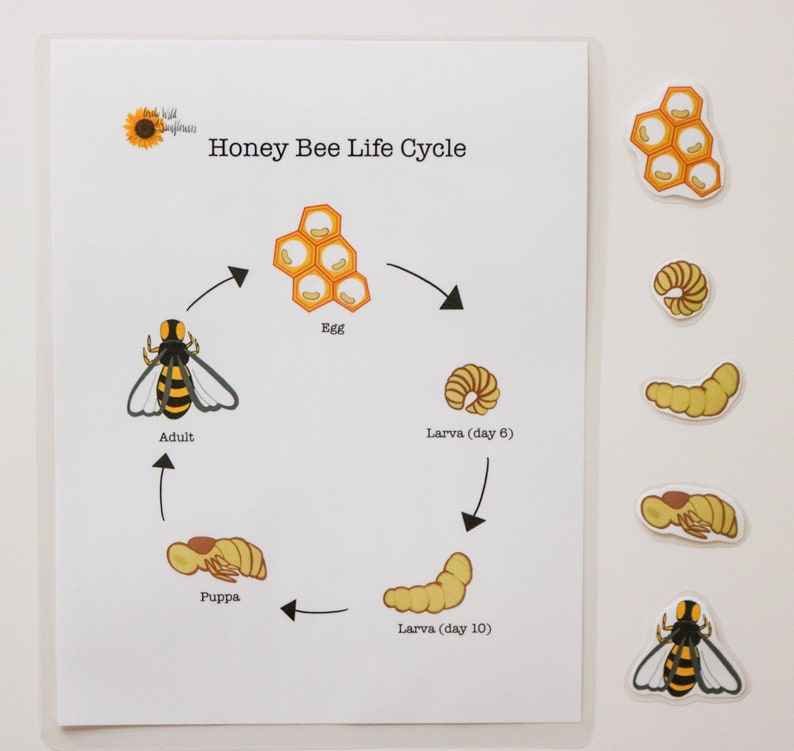 Life Cycle Printable Bundle Pdfs Bee Butterfly & Frog | Etsy