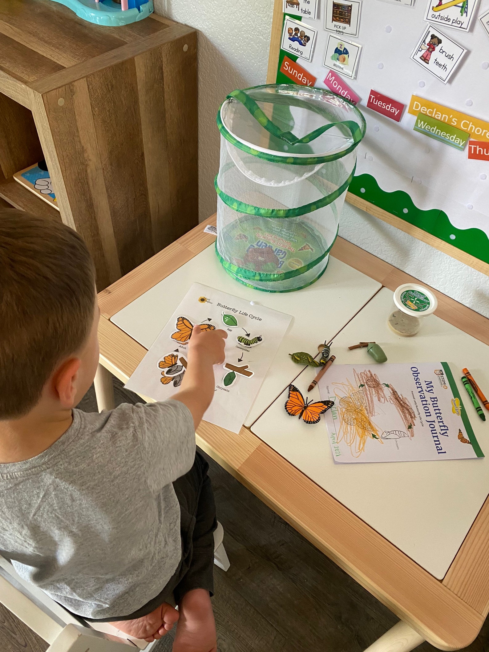 Butterfly Life Cycle Printable PDF | Teaching Supplies for Preschool ...