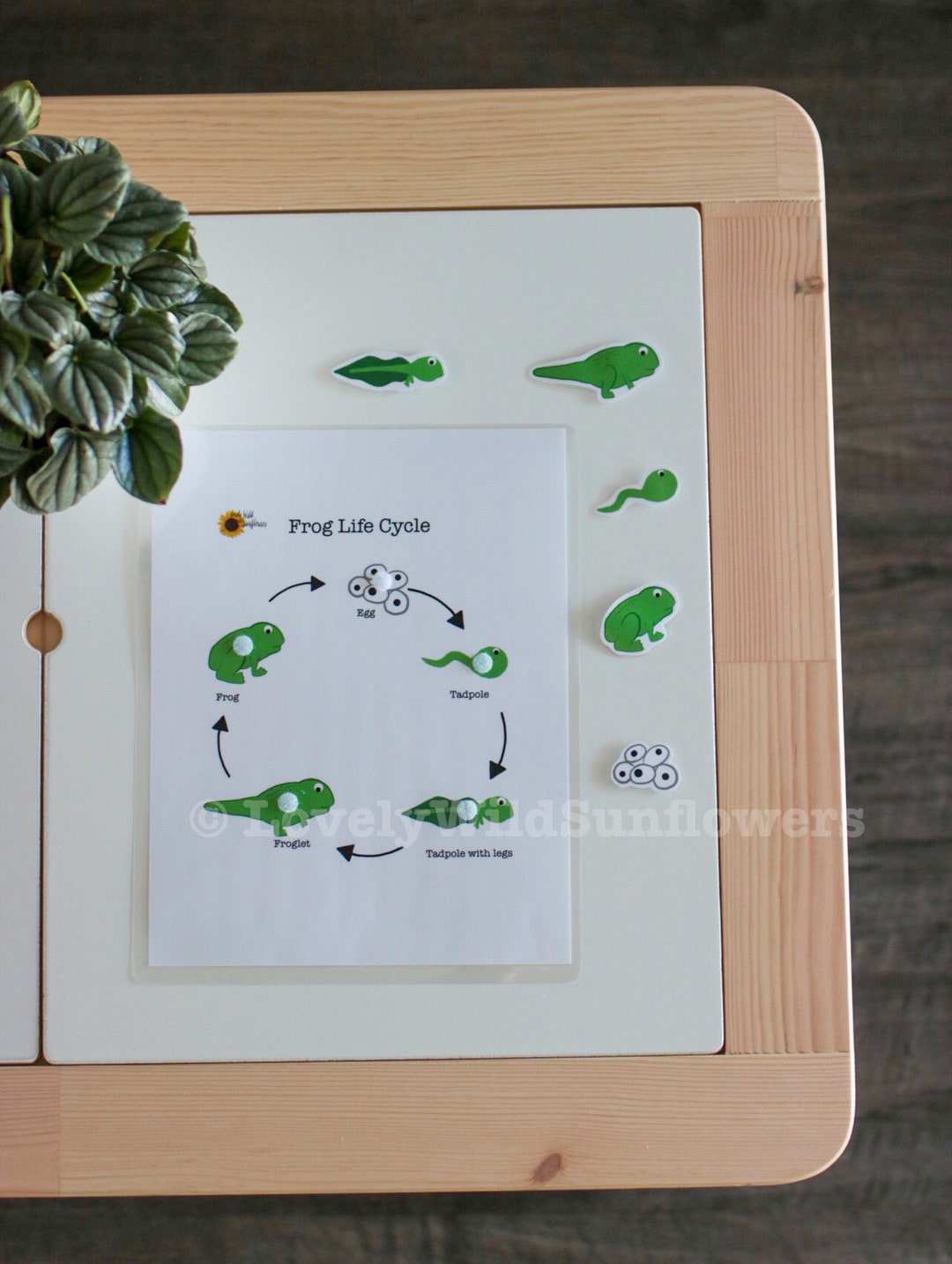 Frog Life Cycle Printable PDF | Teaching Supplies for Preschool ...