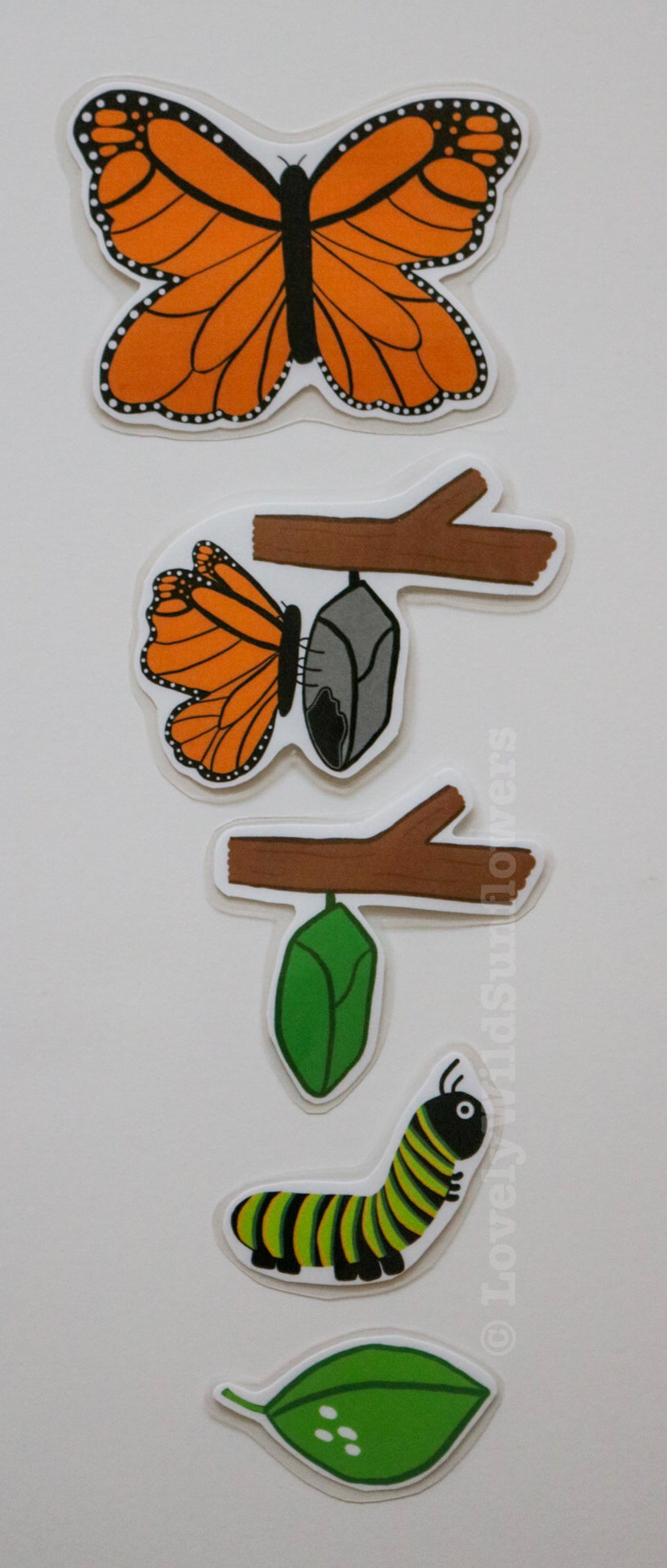 Butterfly Life Cycle Printable PDF | Teaching Supplies for Preschool ...
