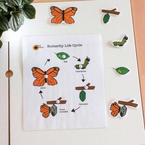 Life Cycle Printable Bundle Pdfs | Bee, Butterfly & Frog | Busy Book ...
