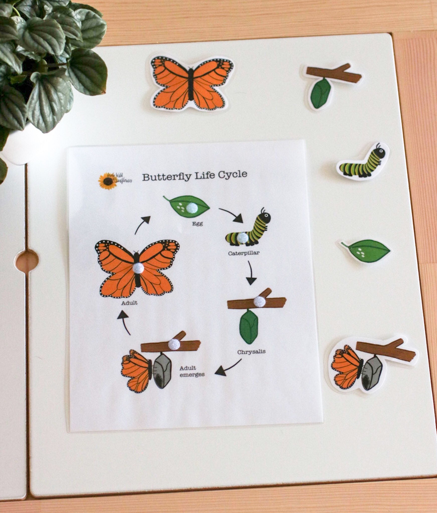 Life Cycle Printable Bundle Pdfs | Bee, Butterfly & Frog | Busy Book ...