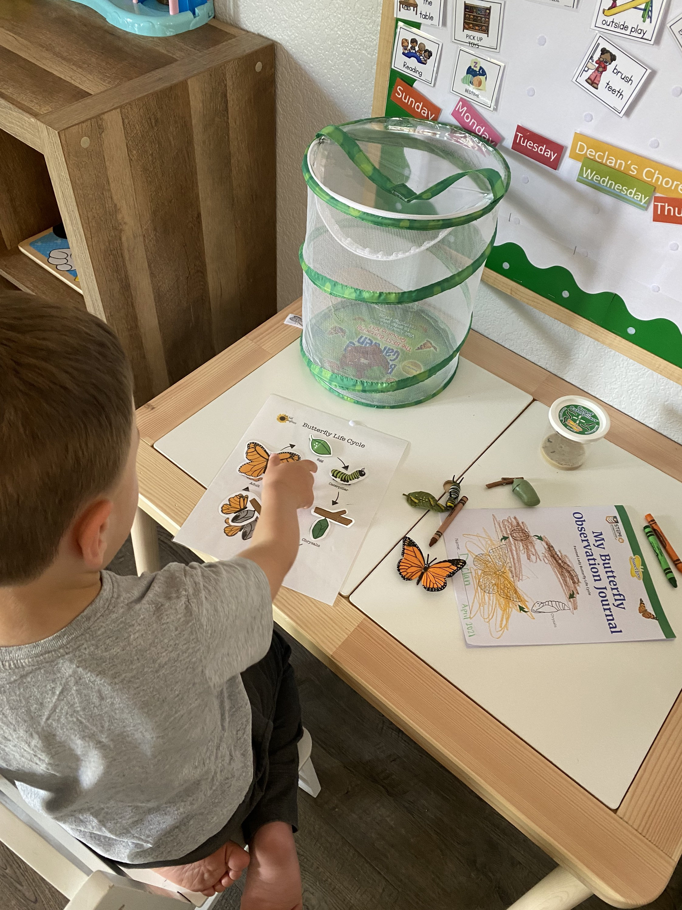 Life Cycle Printable Bundle Pdfs | Bee, Butterfly & Frog | Busy Book ...