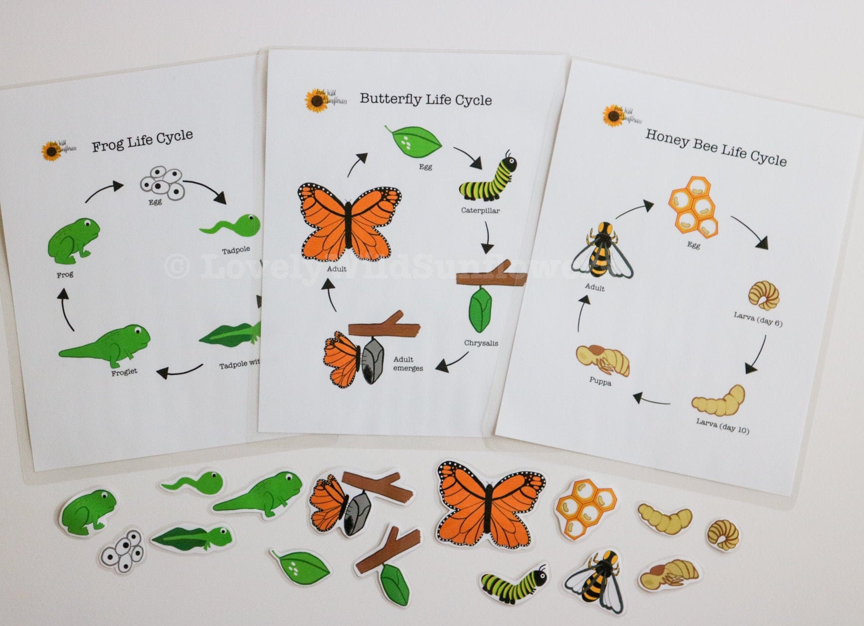 Life Cycle Printable Bundle Pdfs | Bee, Butterfly & Frog | Busy Book ...