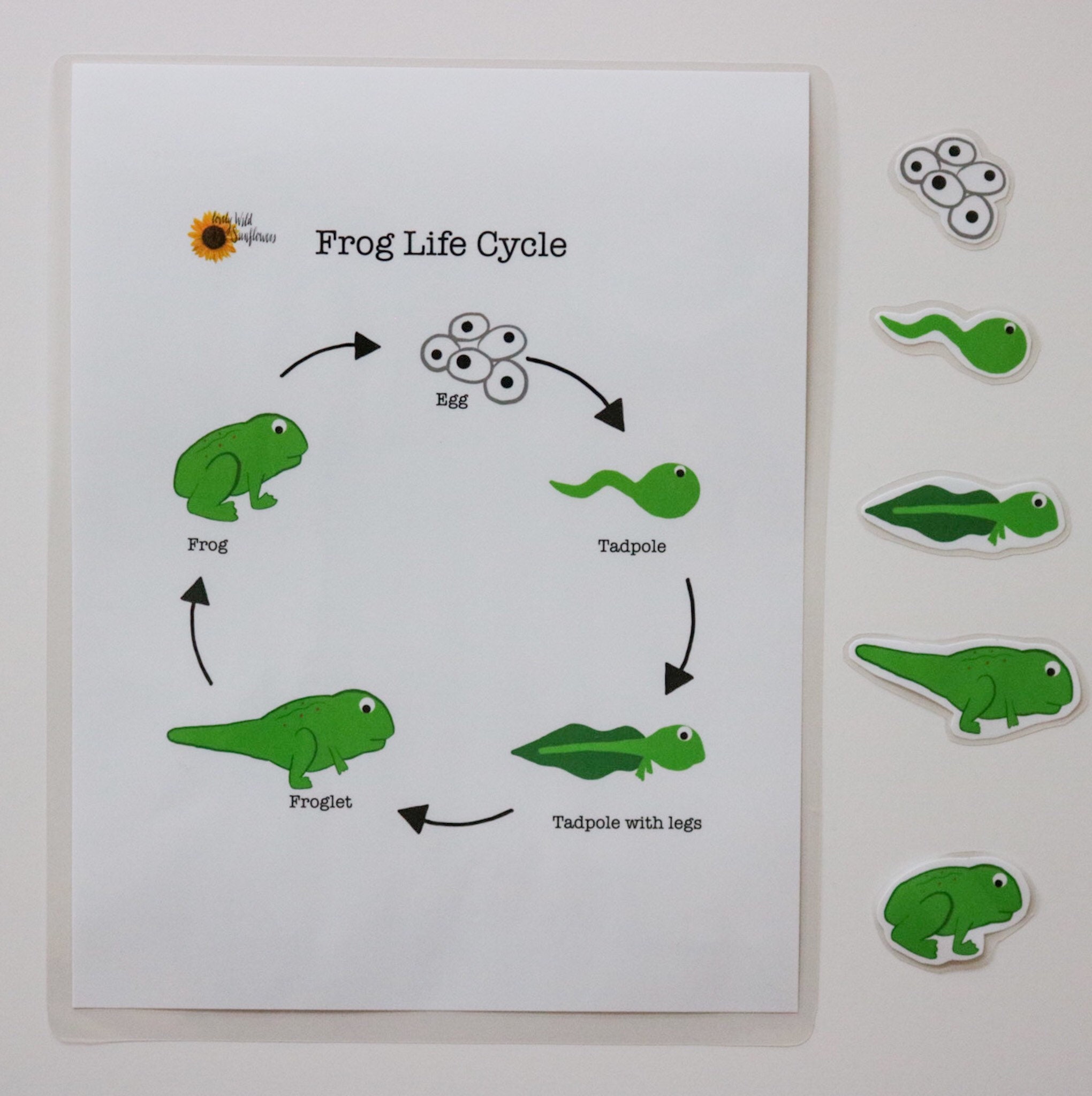 Life Cycle Printable Bundle Pdfs | Bee, Butterfly & Frog | Busy Book ...