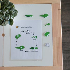 Life Cycle Printable Bundle Pdfs | Bee, Butterfly & Frog | Busy Book ...