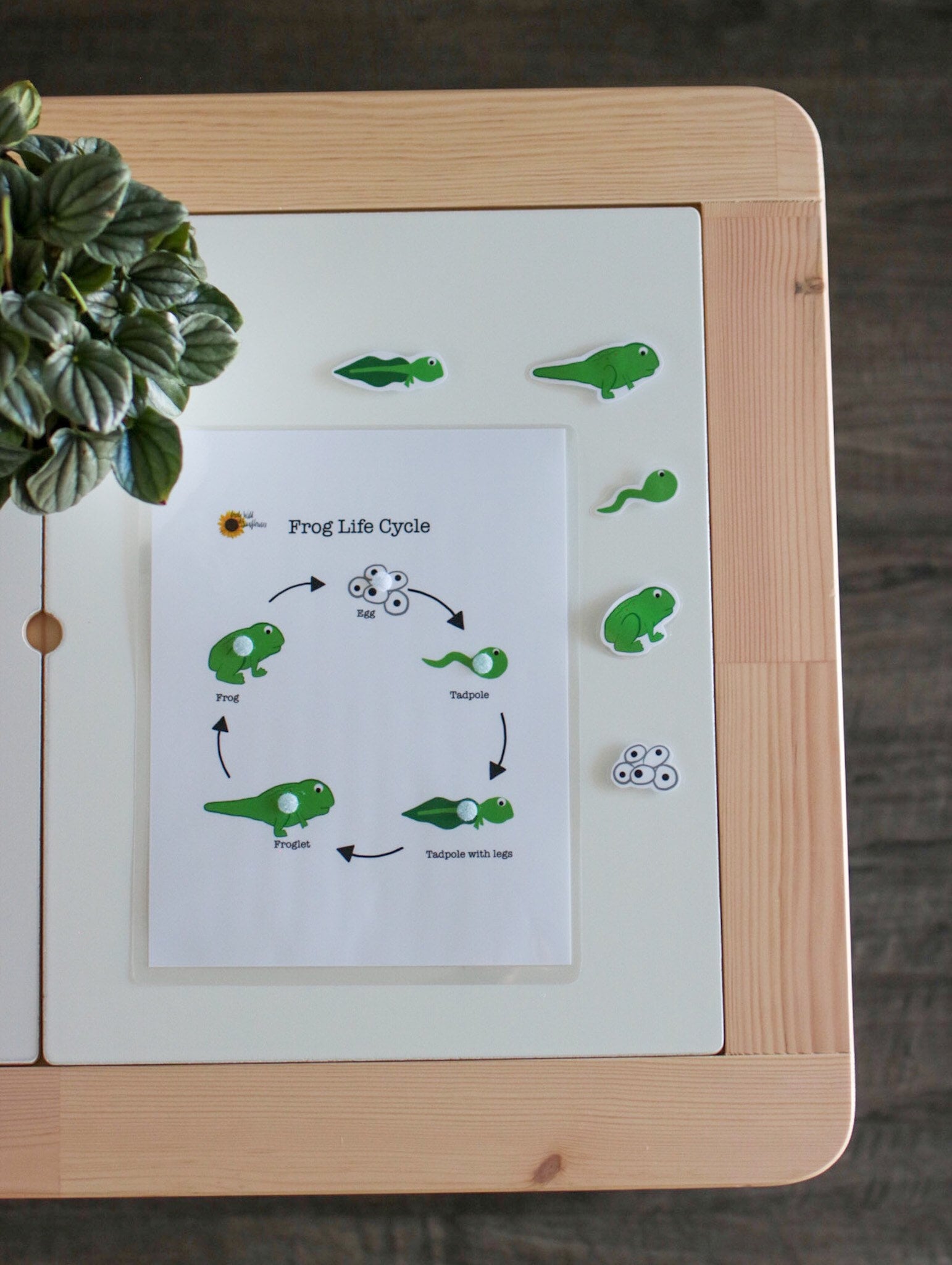 Life Cycle Printable Bundle Pdfs | Bee, Butterfly & Frog | Busy Book ...
