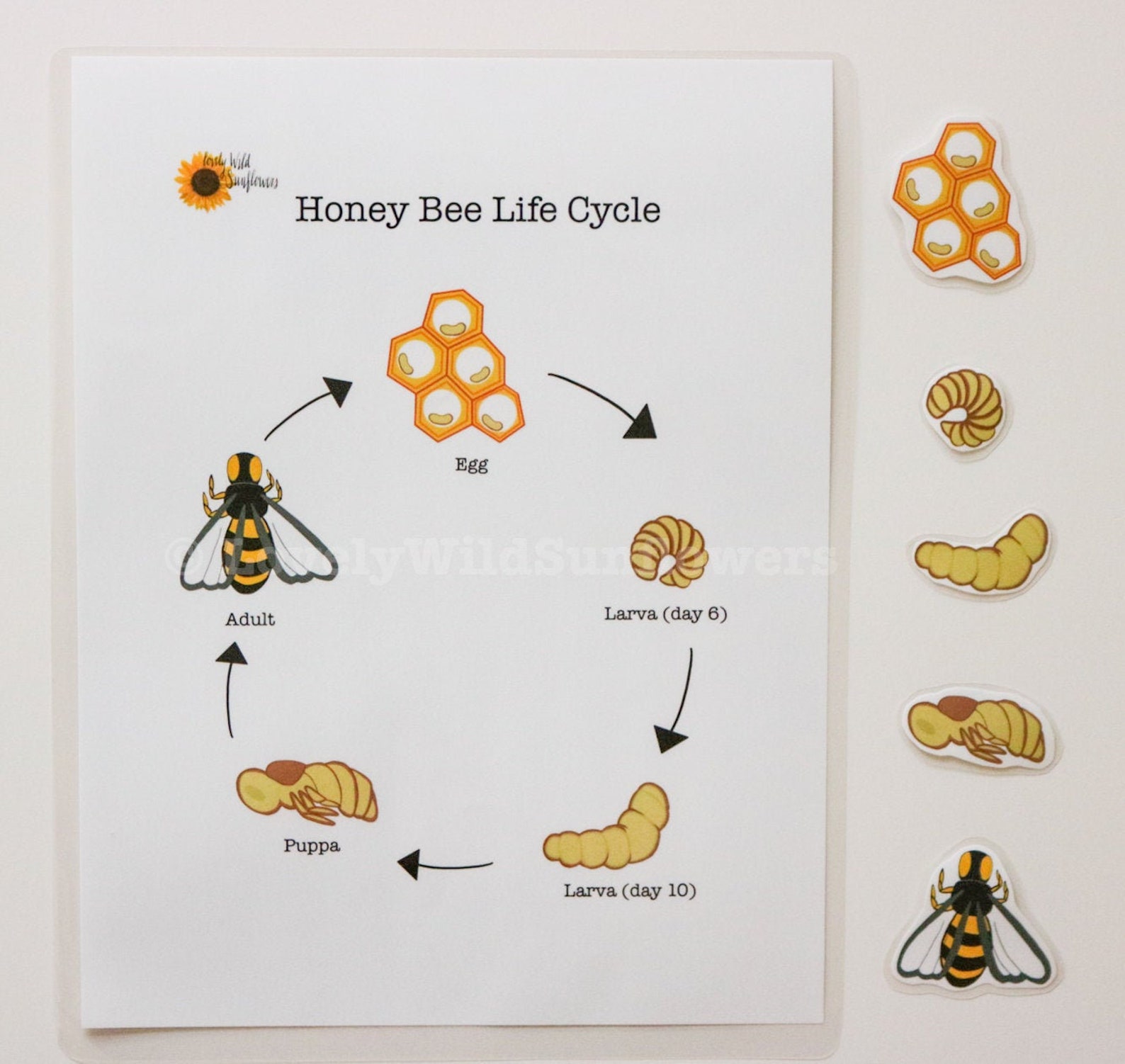 Bee Life Cycle Printable PDF | Teaching Supplies for Preschool ...