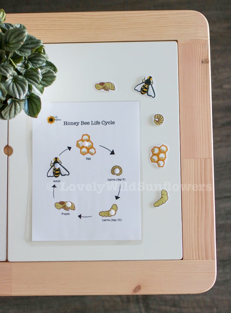 Bee Life Cycle Printable PDF | Teaching Supplies for Preschool ...