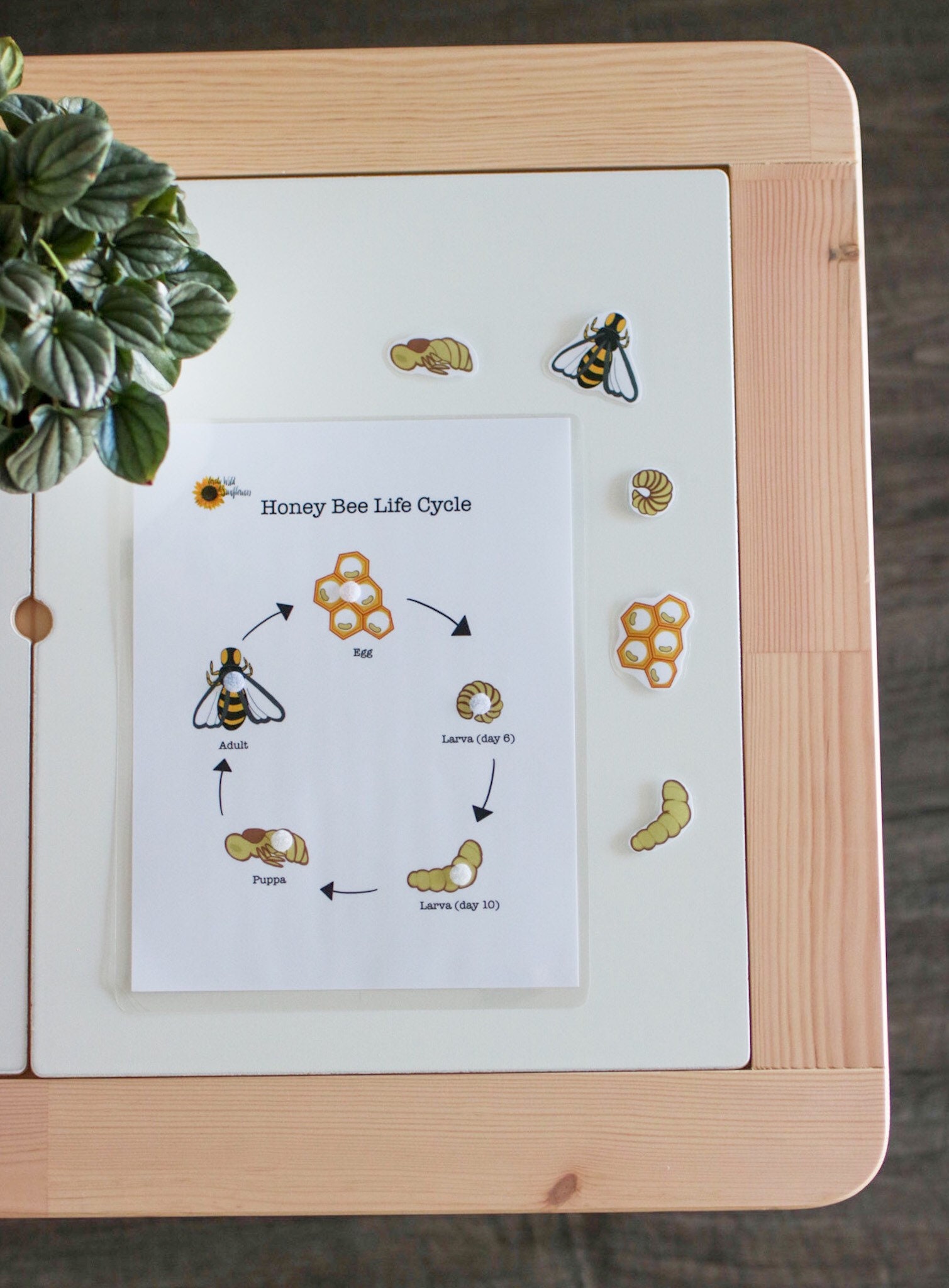 Life Cycle Printable Bundle Pdfs | Bee, Butterfly & Frog | Busy Book ...