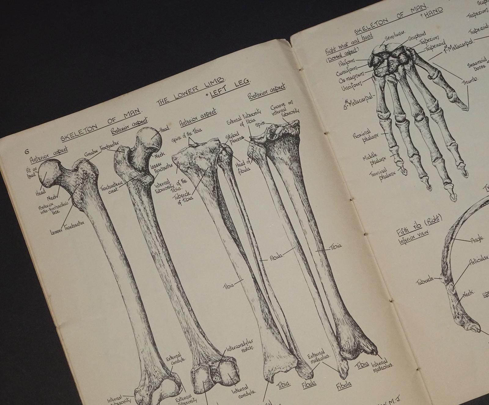 1954 Anatomical Atlas by Maud Jepson / John Murray Publishers London ...