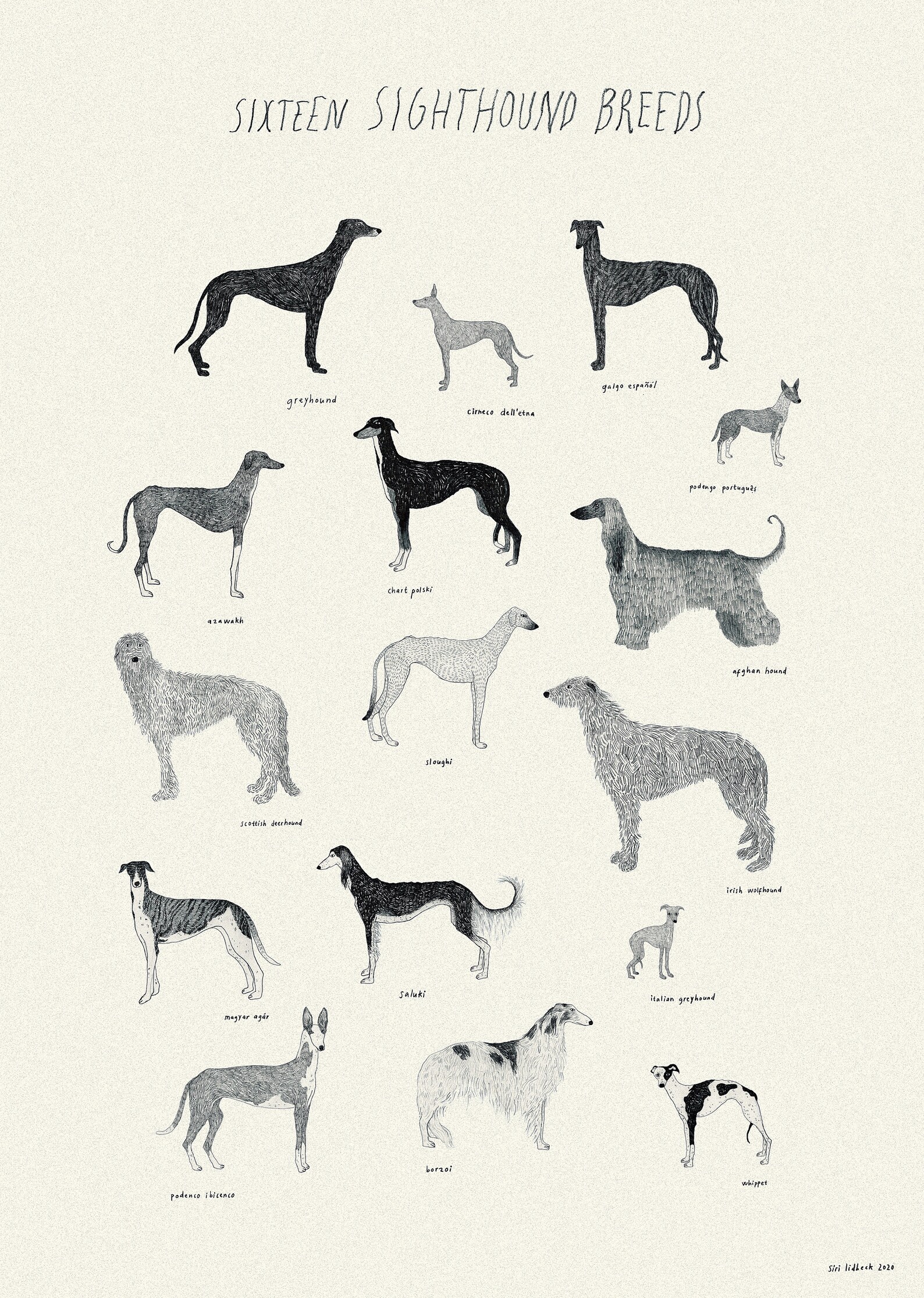 Sixteen Sighthound Breeds Print Dog Breed Poster Art Print - Etsy