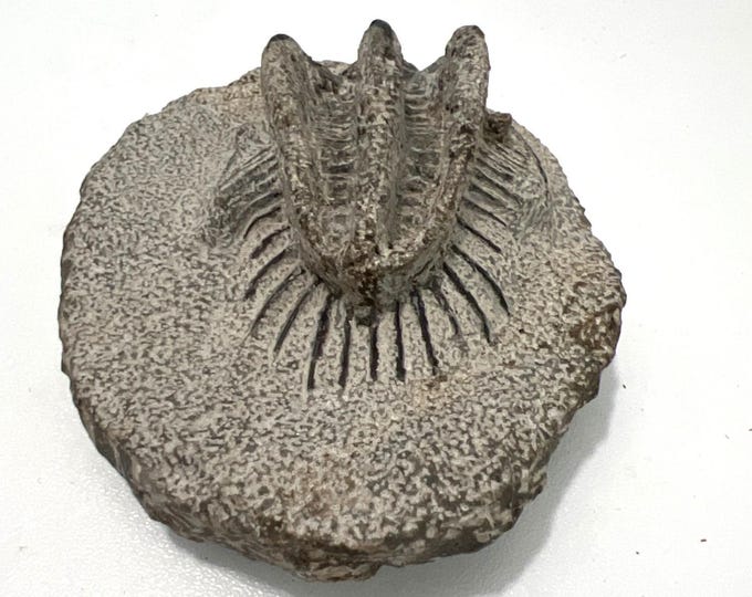 Authentic Trilobite Fossil Specimen - Paleozoic Era Marine Arthropod - Etsy