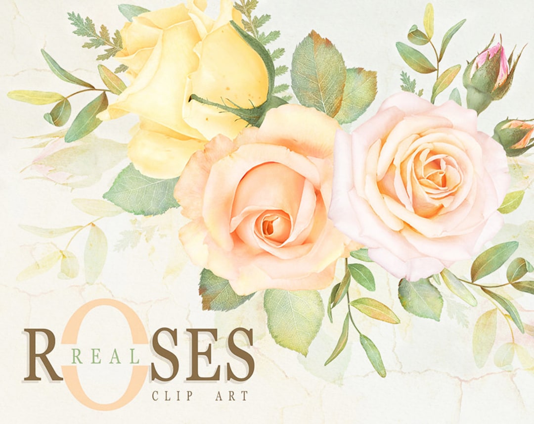 Real Roses Clip Art, Peach Rose Bouquet Clipart, Yellow Roses Clip Art ...