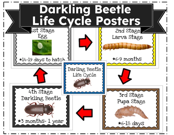 Darkling Beetle Larvae