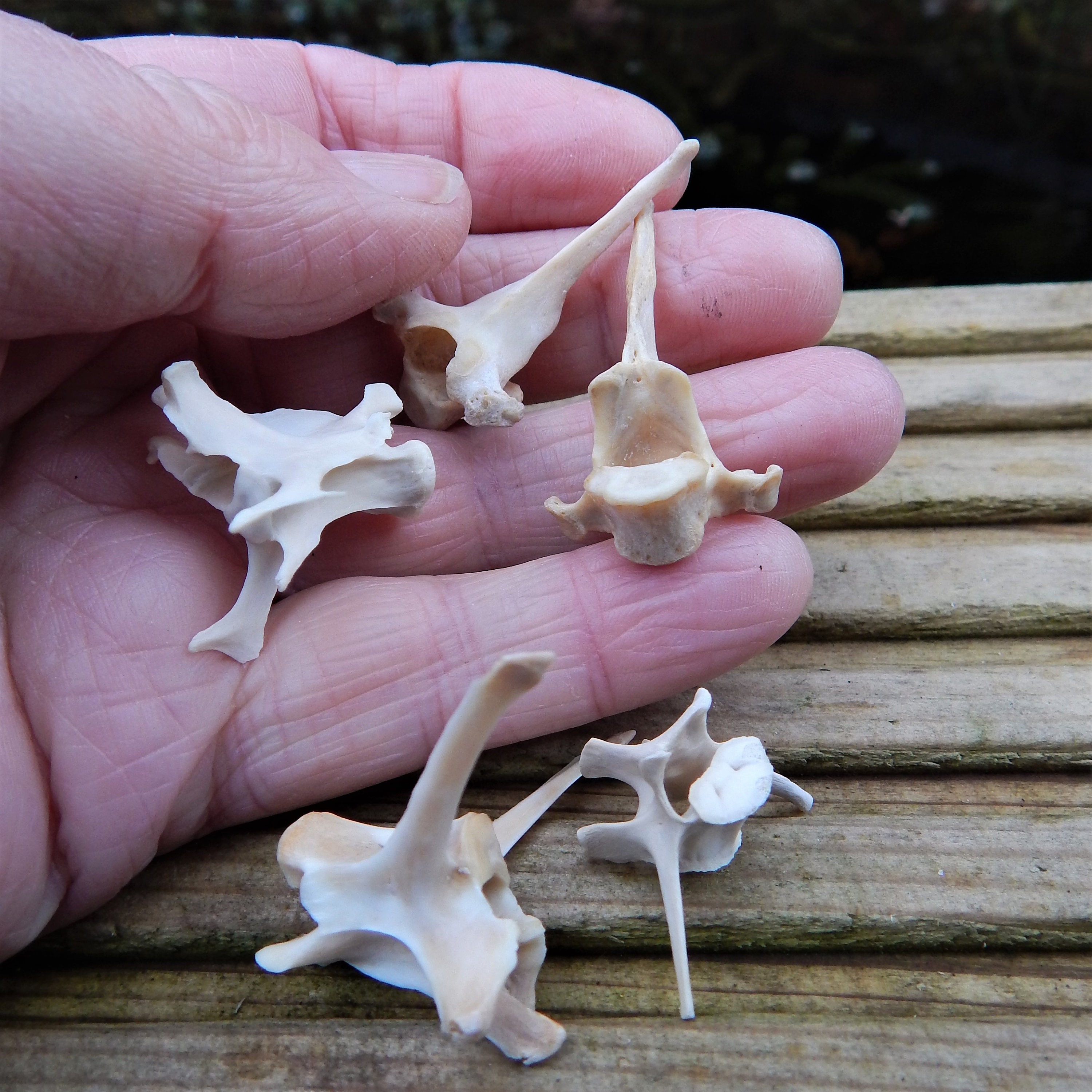 5 x large real rabbit vertabrae bones foraged finds display | Etsy