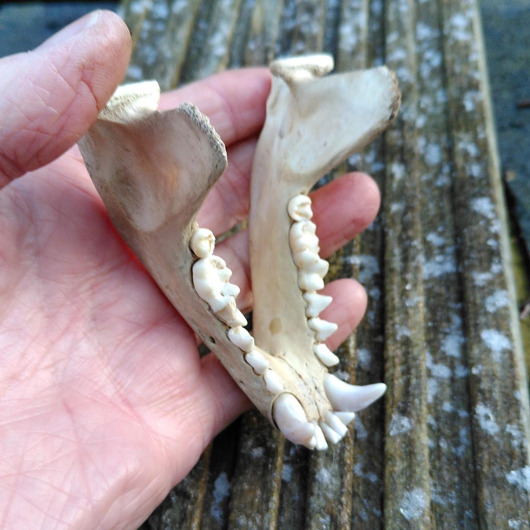 Whole Real Badger Jaw, Nature Display, Foraged Find, Display - Etsy