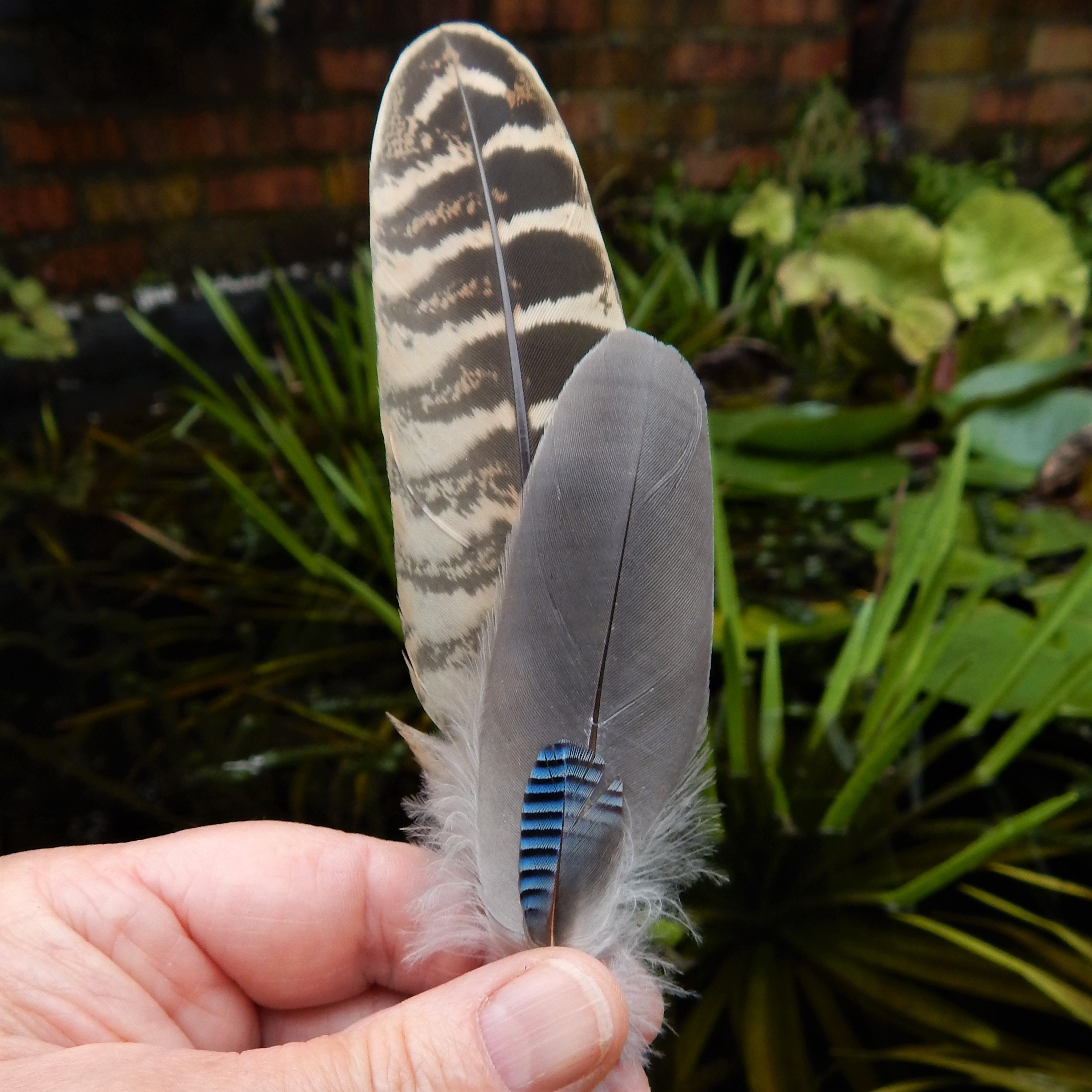 Natural Feathers Foraged From Woodland and Fields Wing Tail - Etsy UK