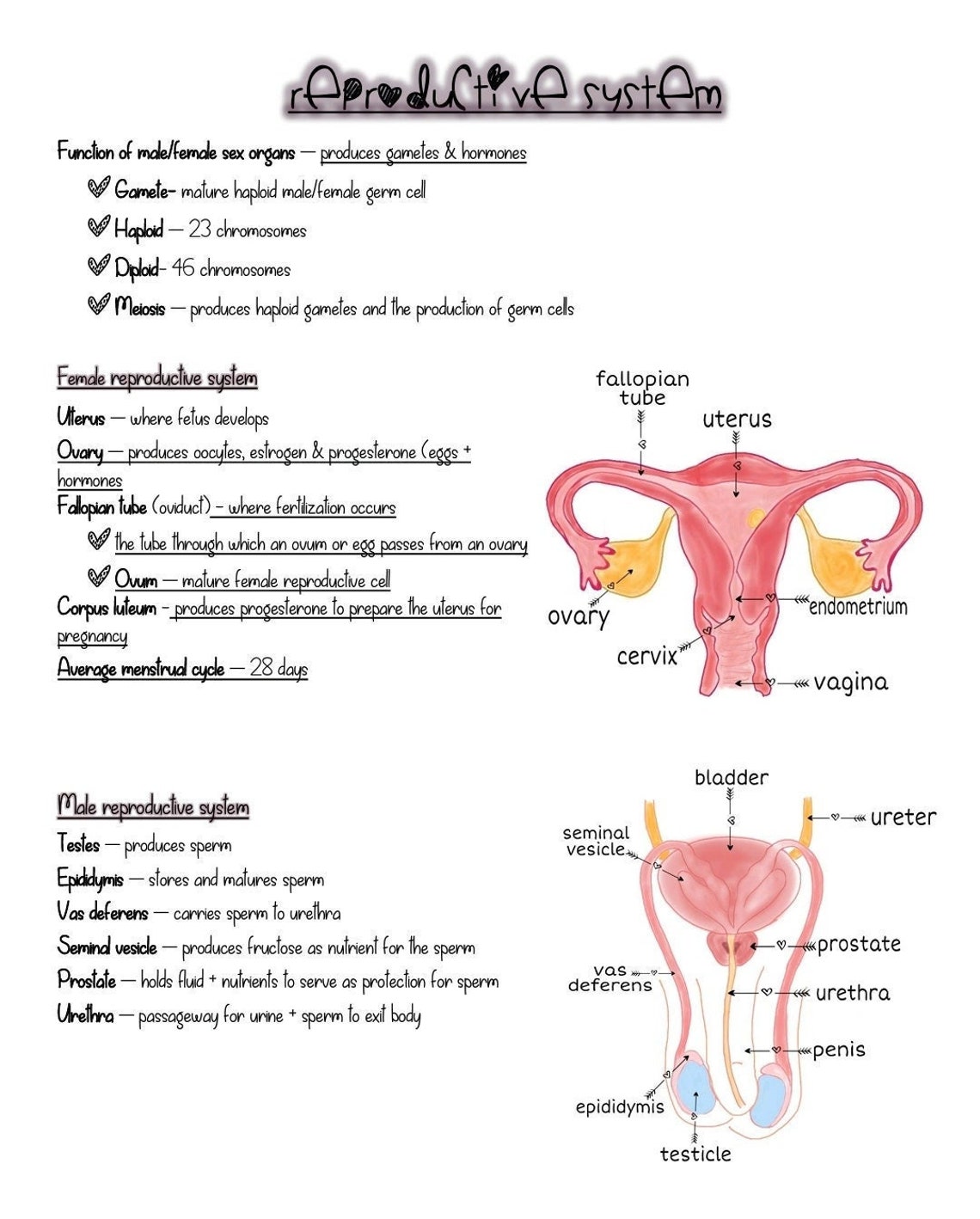 HESI A2 Anatomy And Physiology Section Etsy