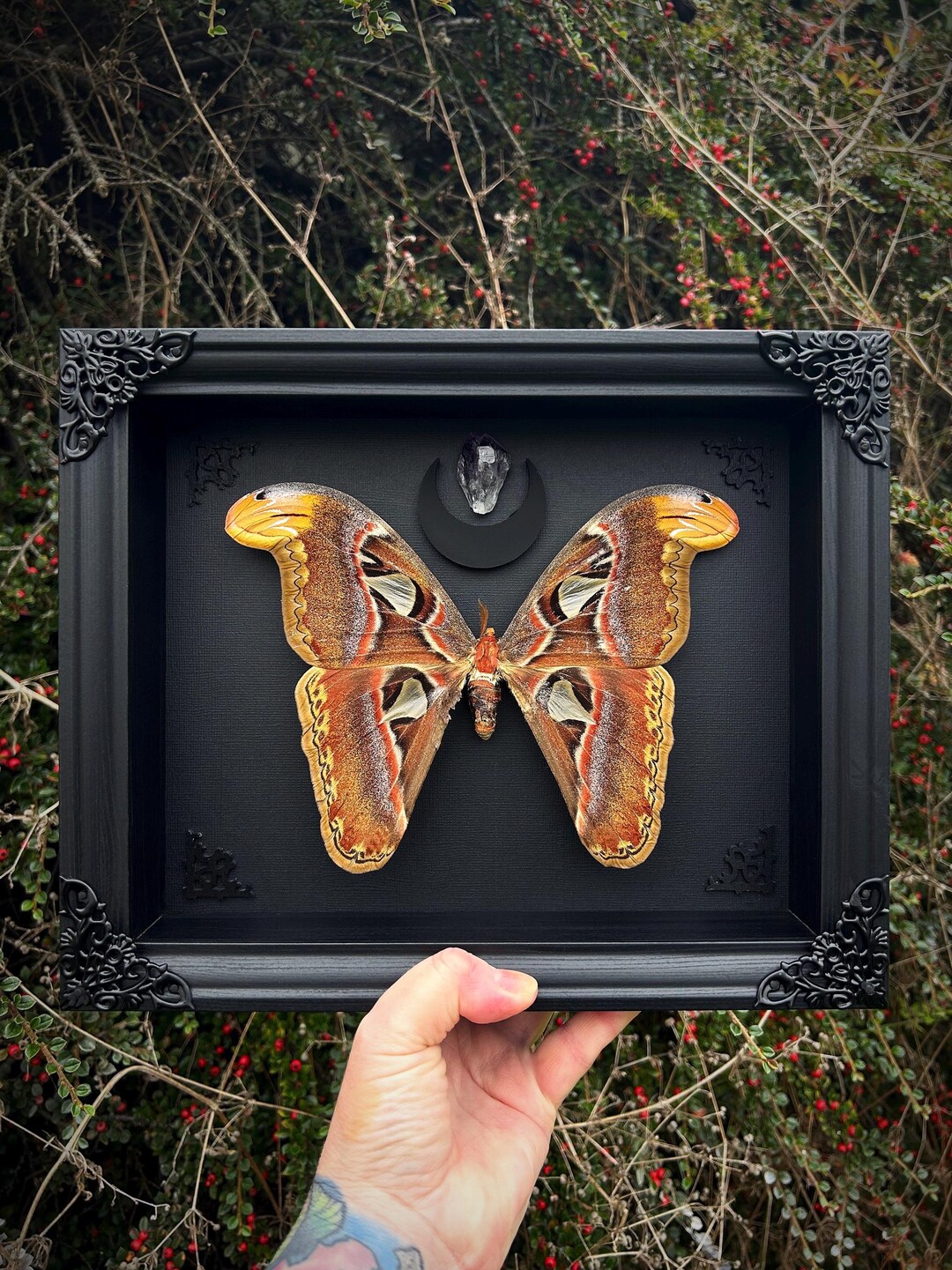 Atlas Moth Attacus Atlas Entomology Framed Taxidermy Display Insect Art ...