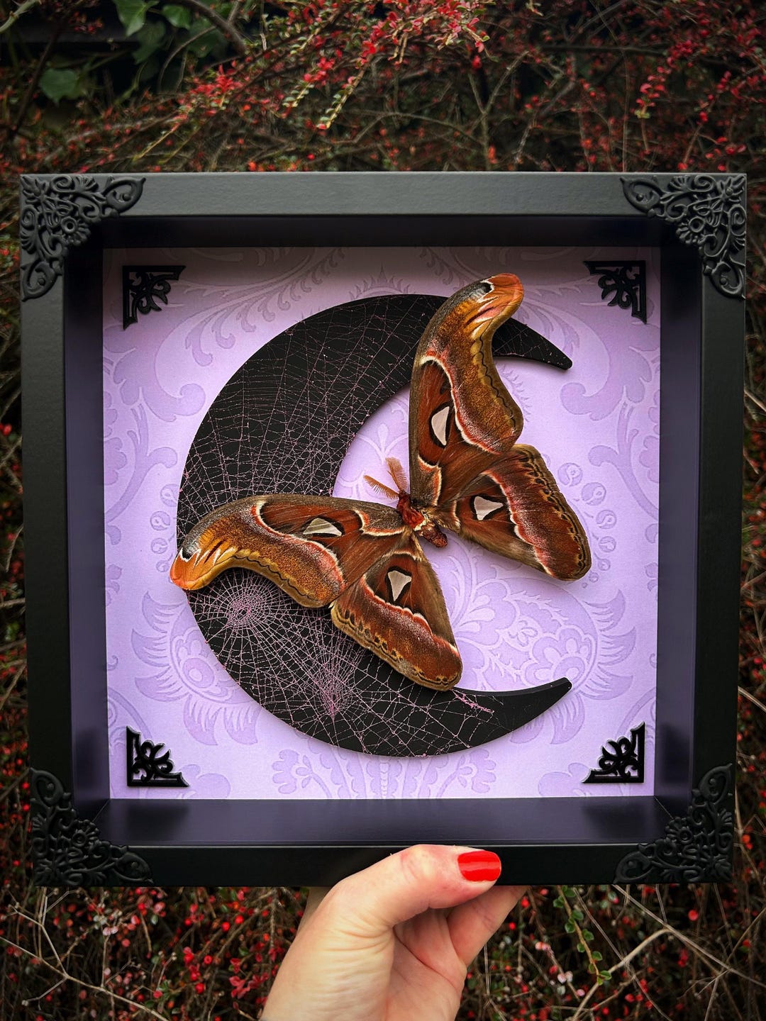 Atlas Moth Attacus Atlas Entomology Framed Taxidermy Display Insect Art ...