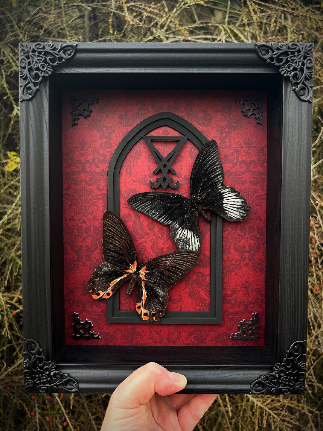 Scarlett Mormon Butterfly Pair Papilio Rumanzovia Entomology Framed ...