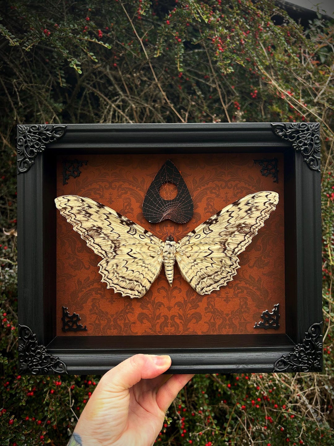 Seldomly Available Giant White Witch Moth Thysannia Agrippina ...