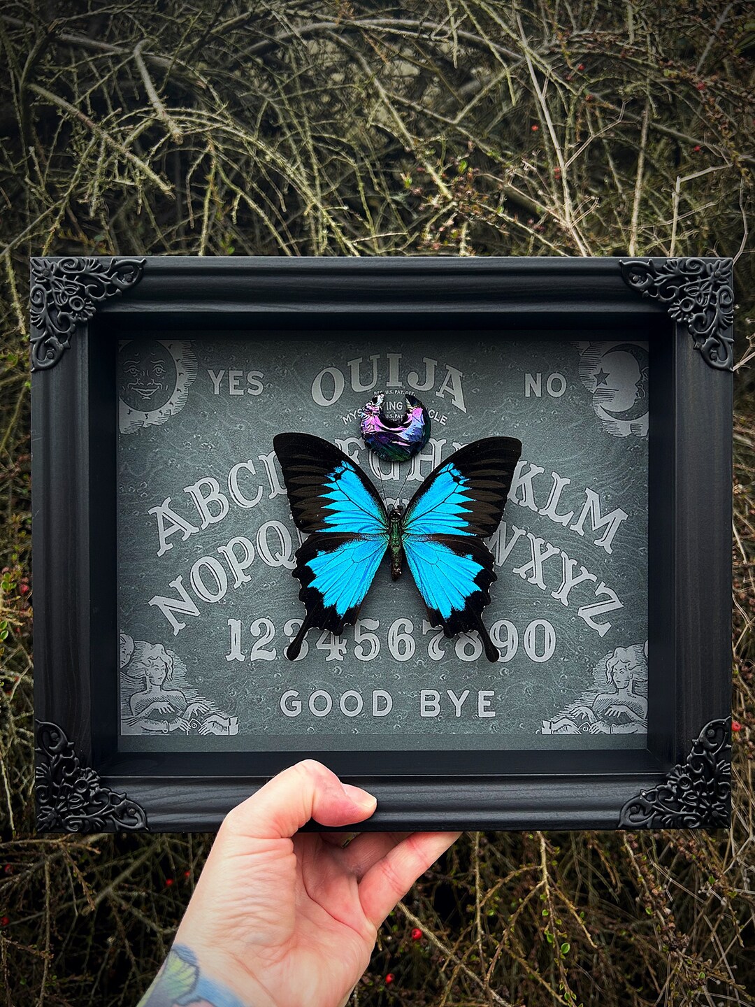 Blue Emperor Butterfly Papilio Ulysses Entomology Framed Taxidermy ...
