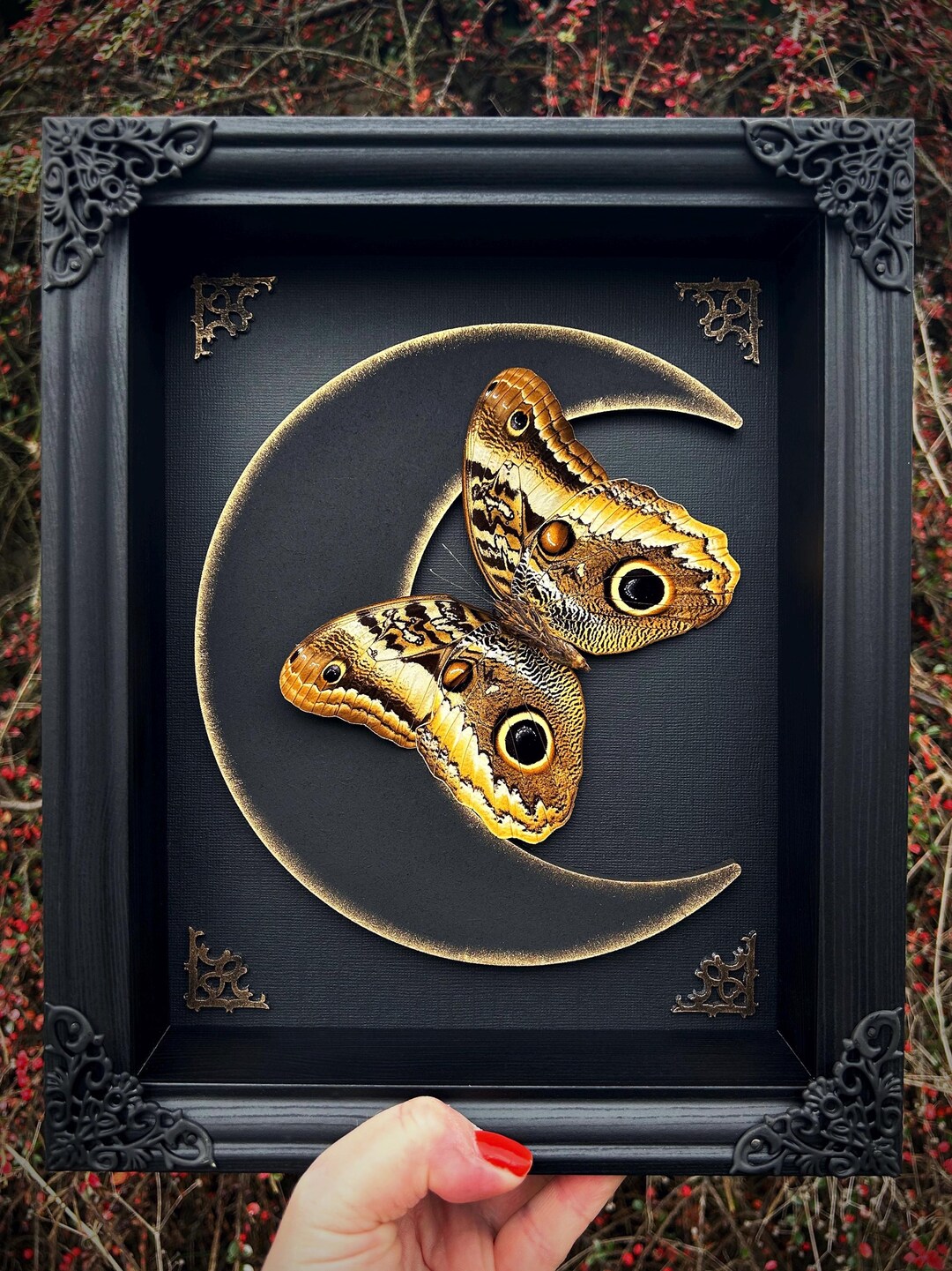 Yellow Edged Owl Butterfly Caligo Atreus Entomology Framed Taxidermy ...