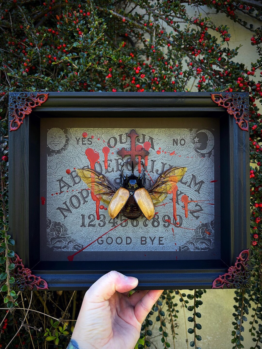 Giant Five Horned Rhino Beetle Eupatorus Gracilicornis Entomology ...