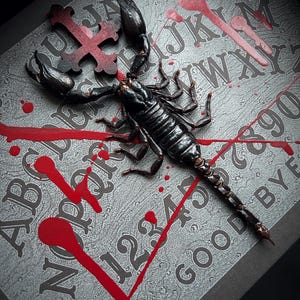 Giant Forest Scorpion LIMITED EDITION Heterometrus Laoticus Entomology ...