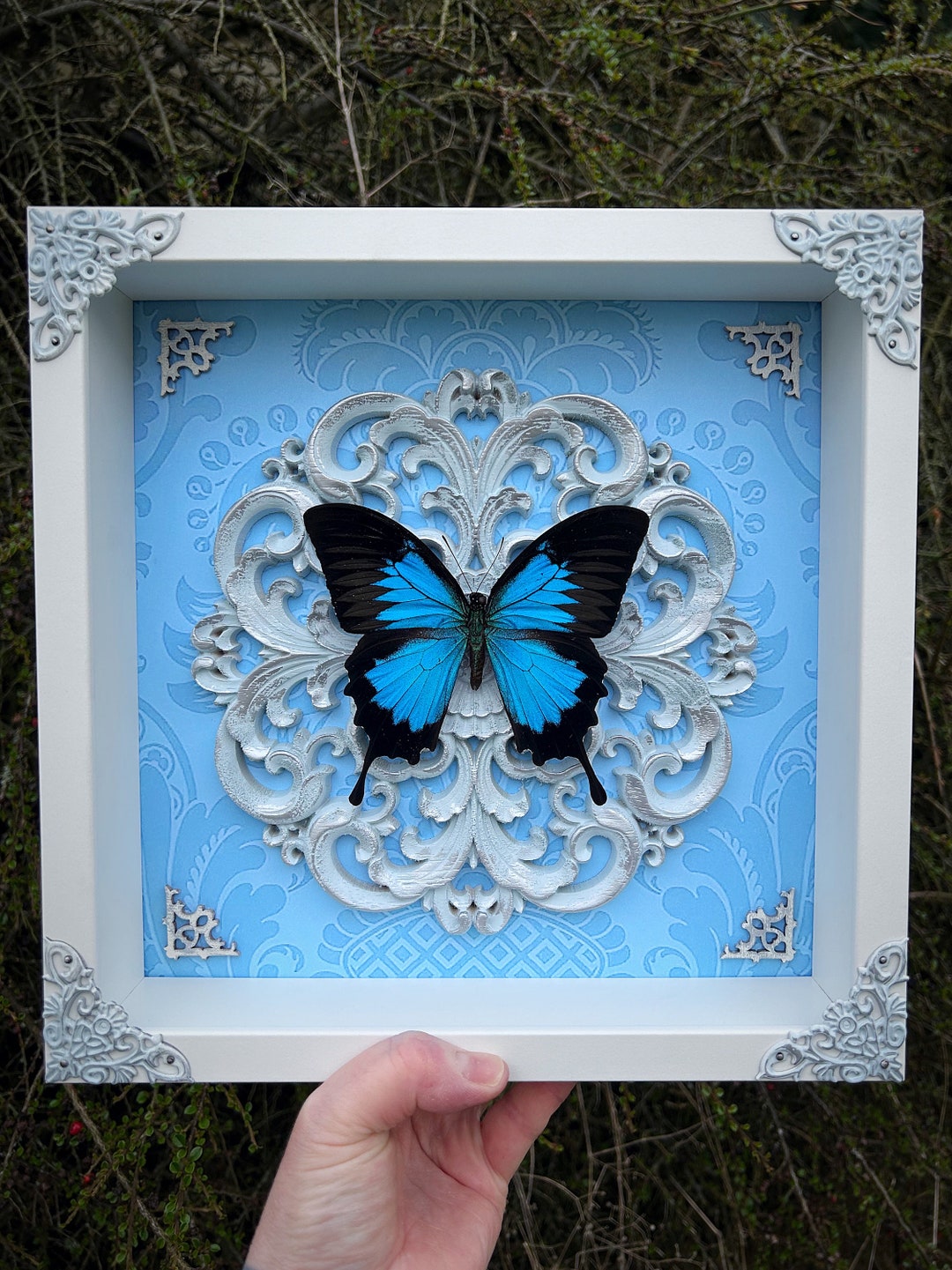 Blue Emperor Swallowtail Butterfly Papilio Ulysses Entomology Framed ...